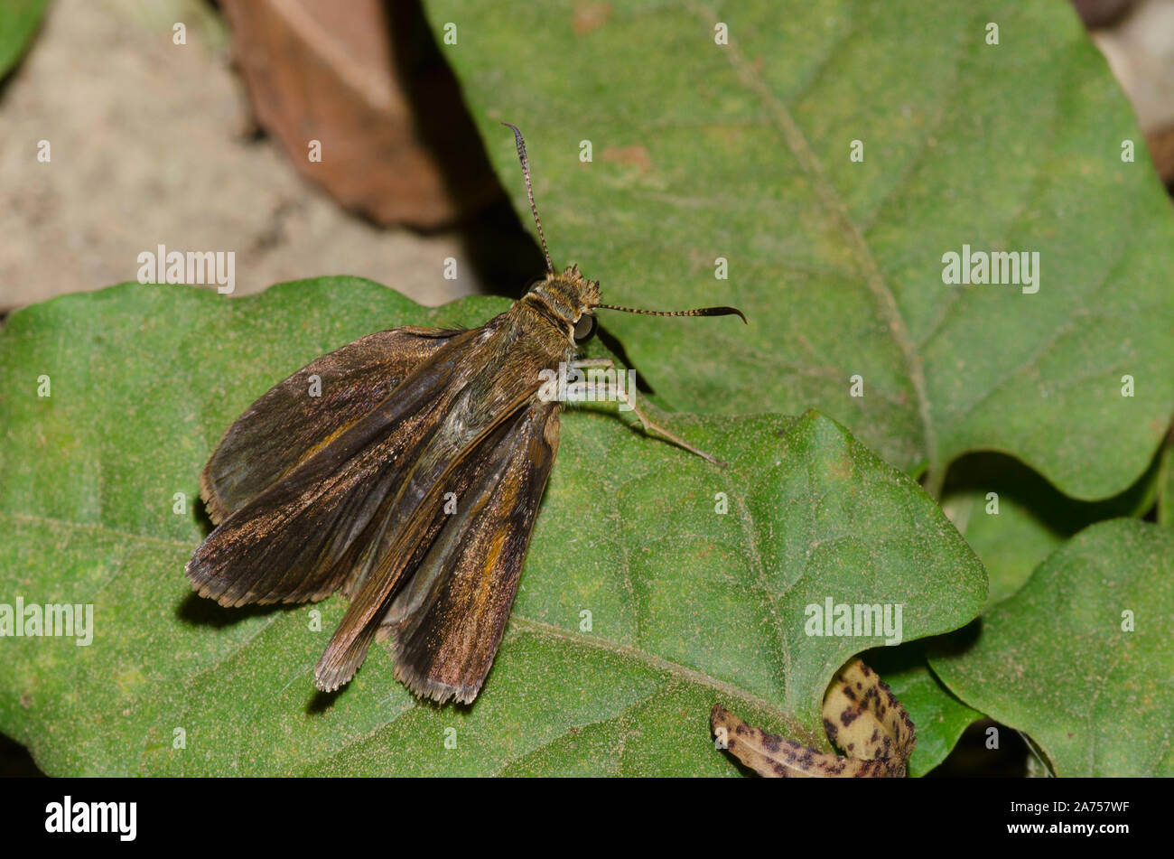Euphyes dukesi Banque de photographies et d’images à haute résolution - Alamy