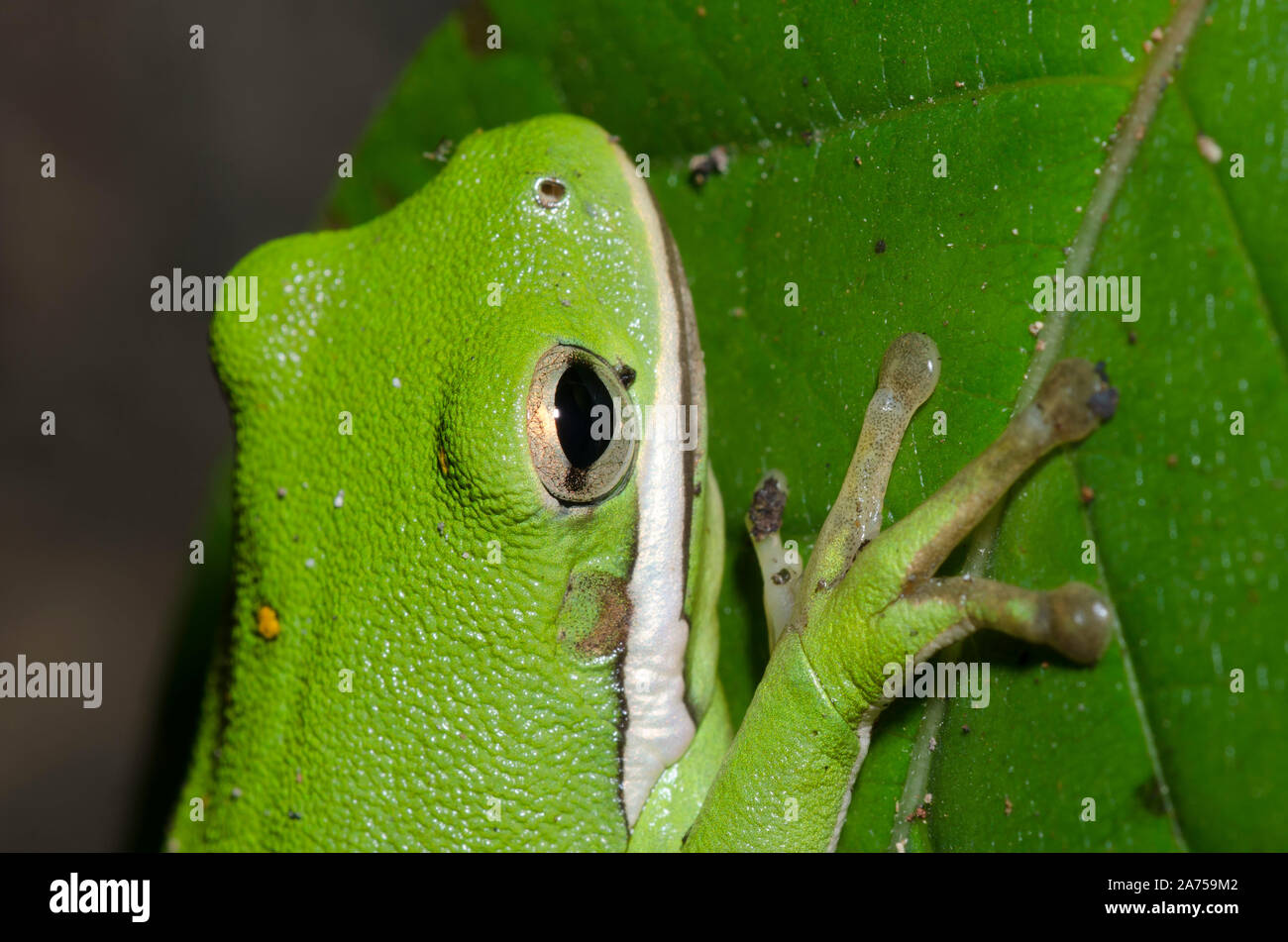 La Rainette verte américaine, Hyla cinerea Photo Stock - Alamy