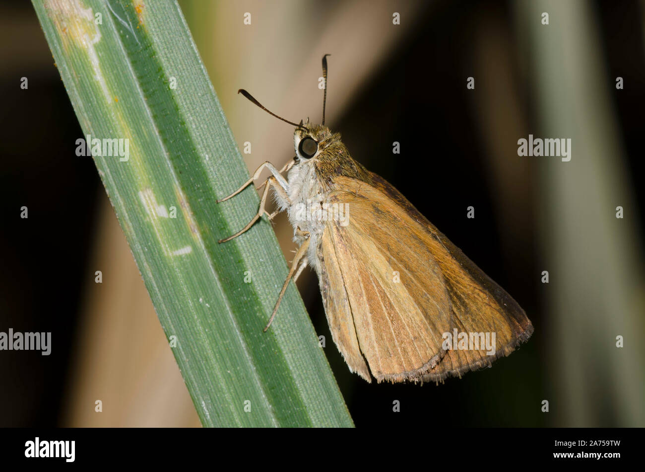 Euphyes dukesi Banque de photographies et d’images à haute résolution - Alamy