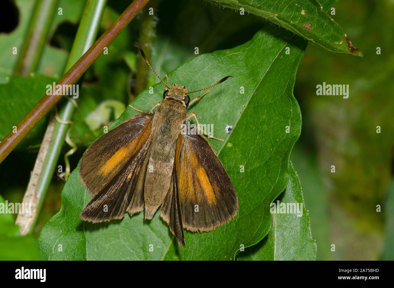 Euphyes dukesi Banque de photographies et d’images à haute résolution - Alamy