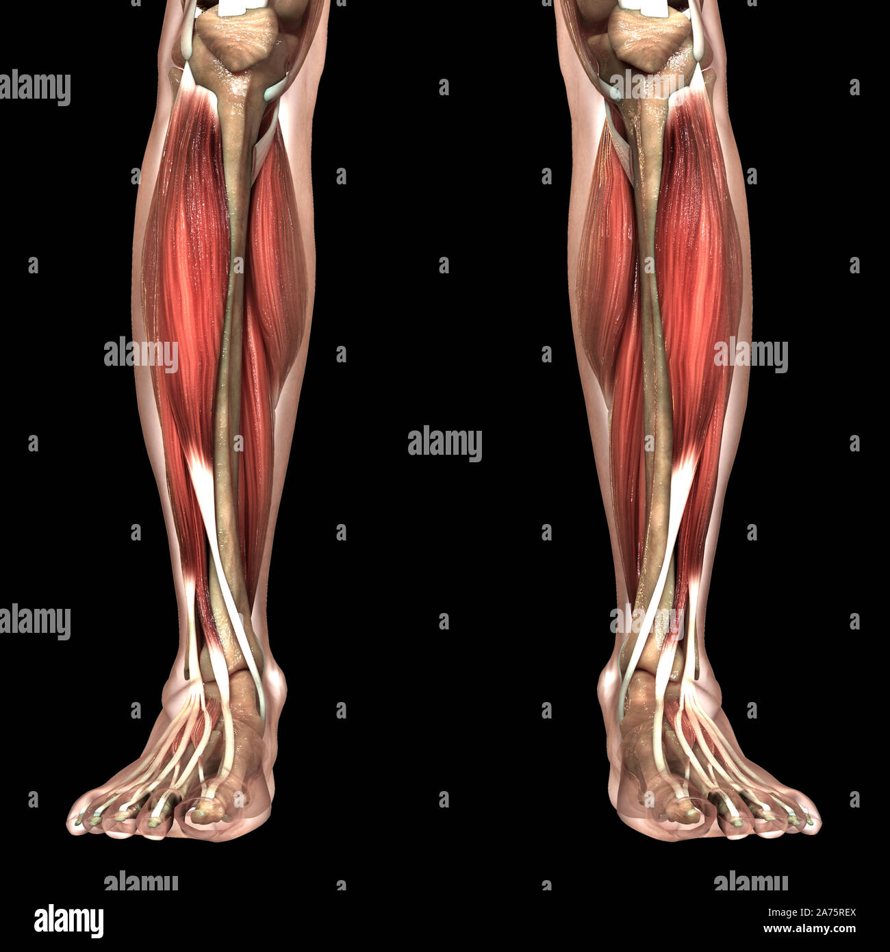 Anatomie du système musculaire du corps humain Photo Stock - Alamy Anatomie du système musculaire du corps humain Photo Stock - Alamy
