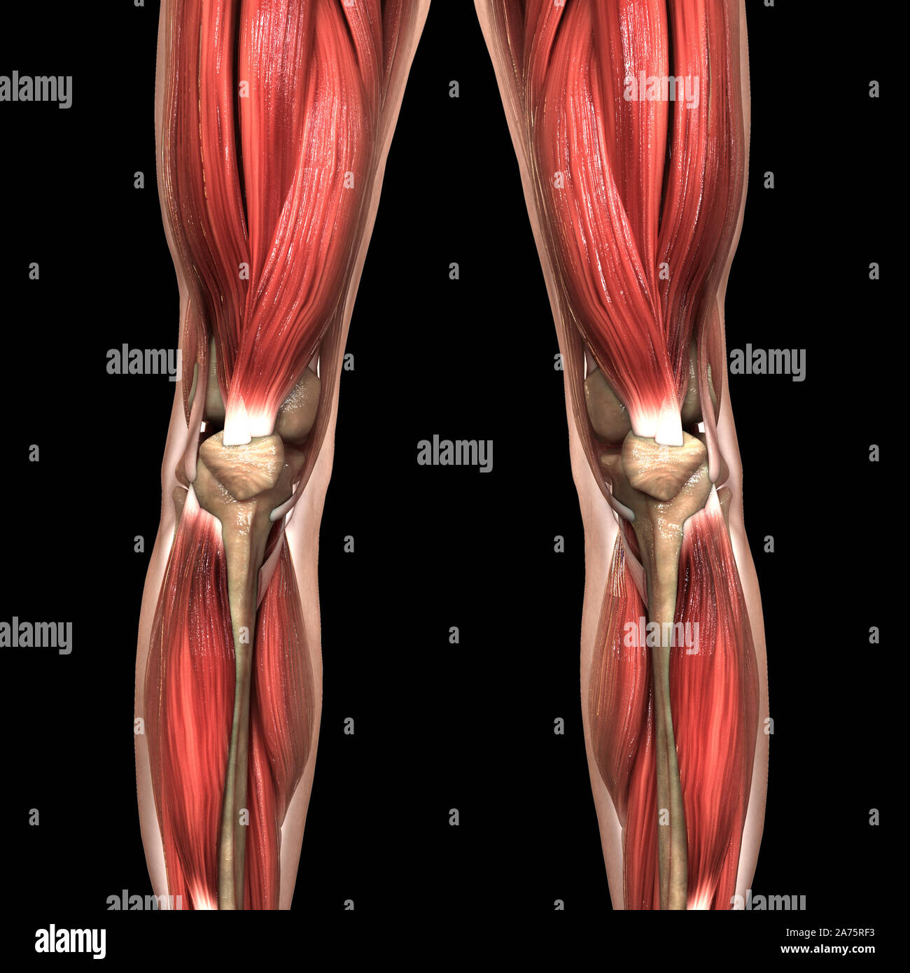 Anatomie du système musculaire du corps humain Photo Stock - Alamy