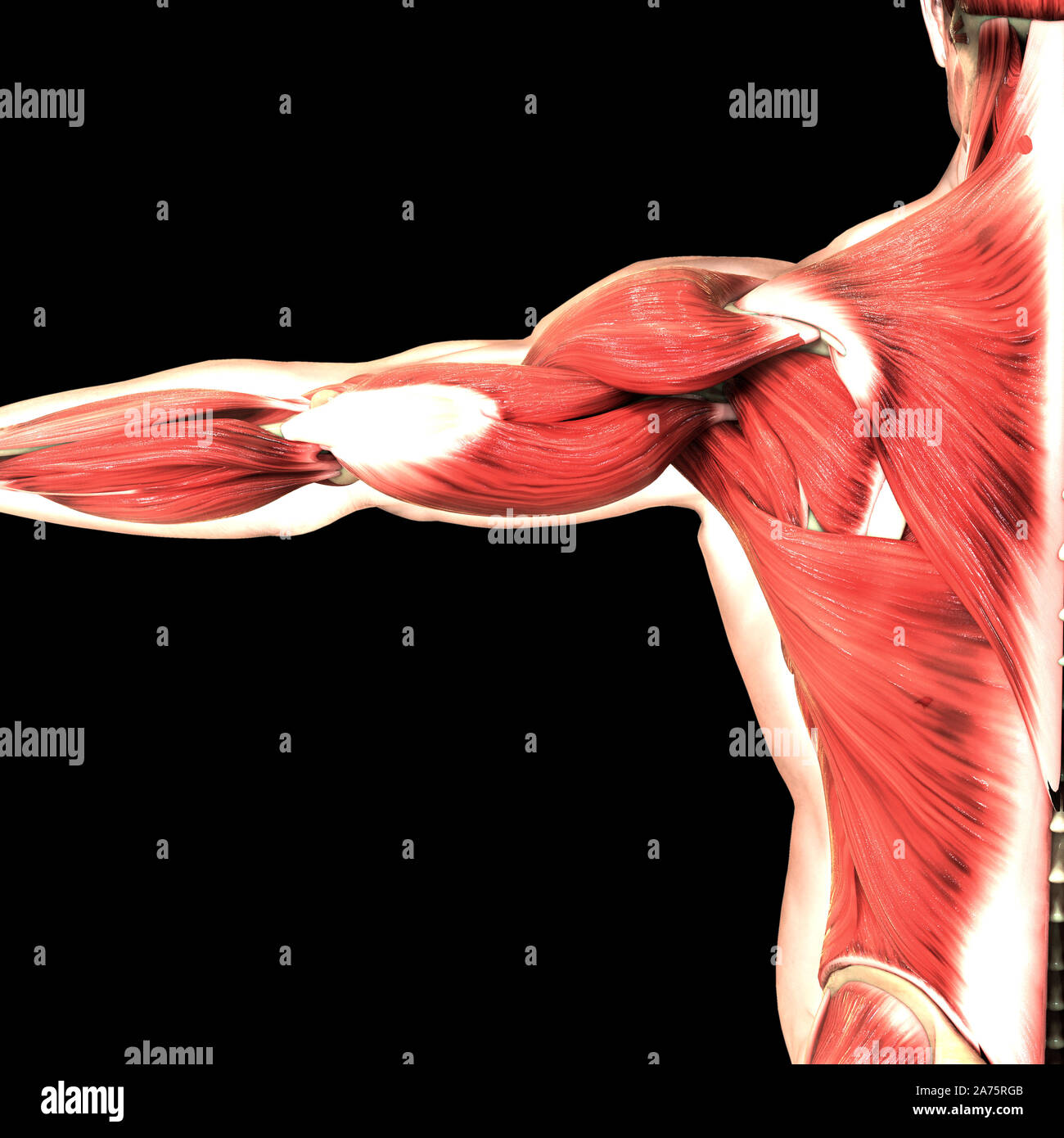 Anatomie du système musculaire du corps humain Photo Stock - Alamy Anatomie du système musculaire du corps humain Photo Stock - Alamy