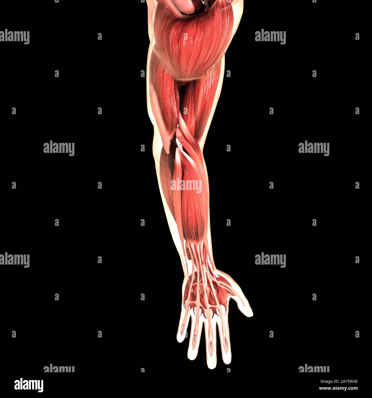 Anatomie du système musculaire du corps humain Photo Stock - Alamy