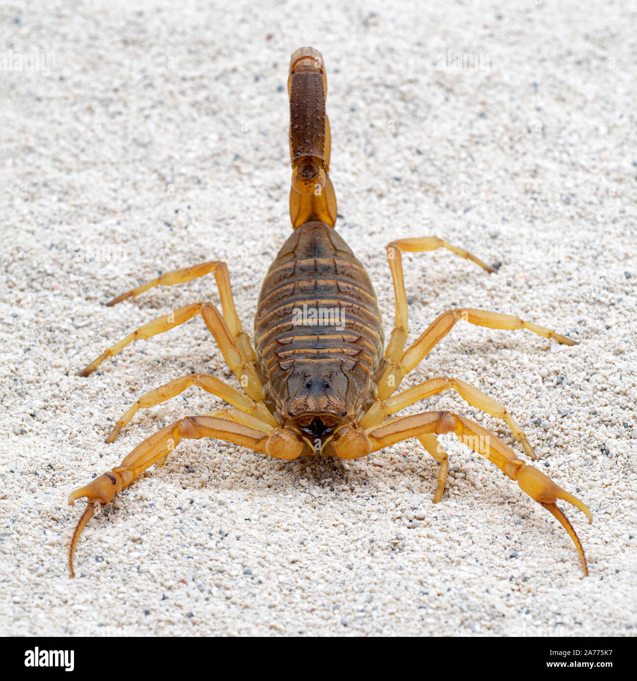 Deathstalker hautement venimeux, scorpion, Leiurus quinquestriatus, sur ...