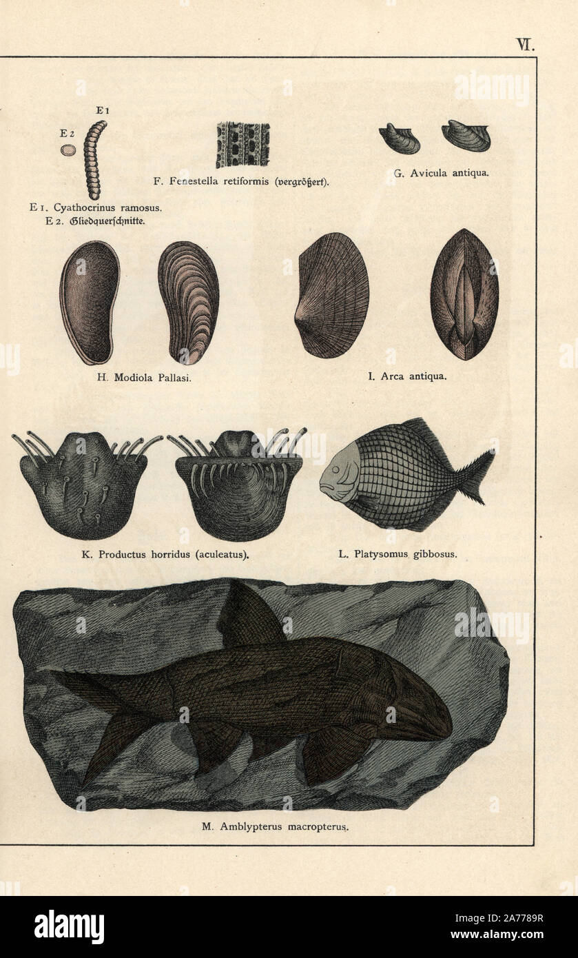 Arca antiqua Banque de photographies et d’images à haute résolution - Alamy
