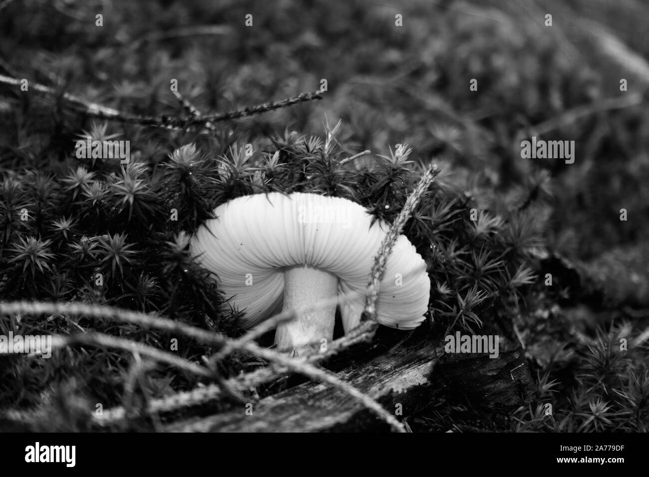 Champignons edulis Banque d'images noir et blanc - Alamy