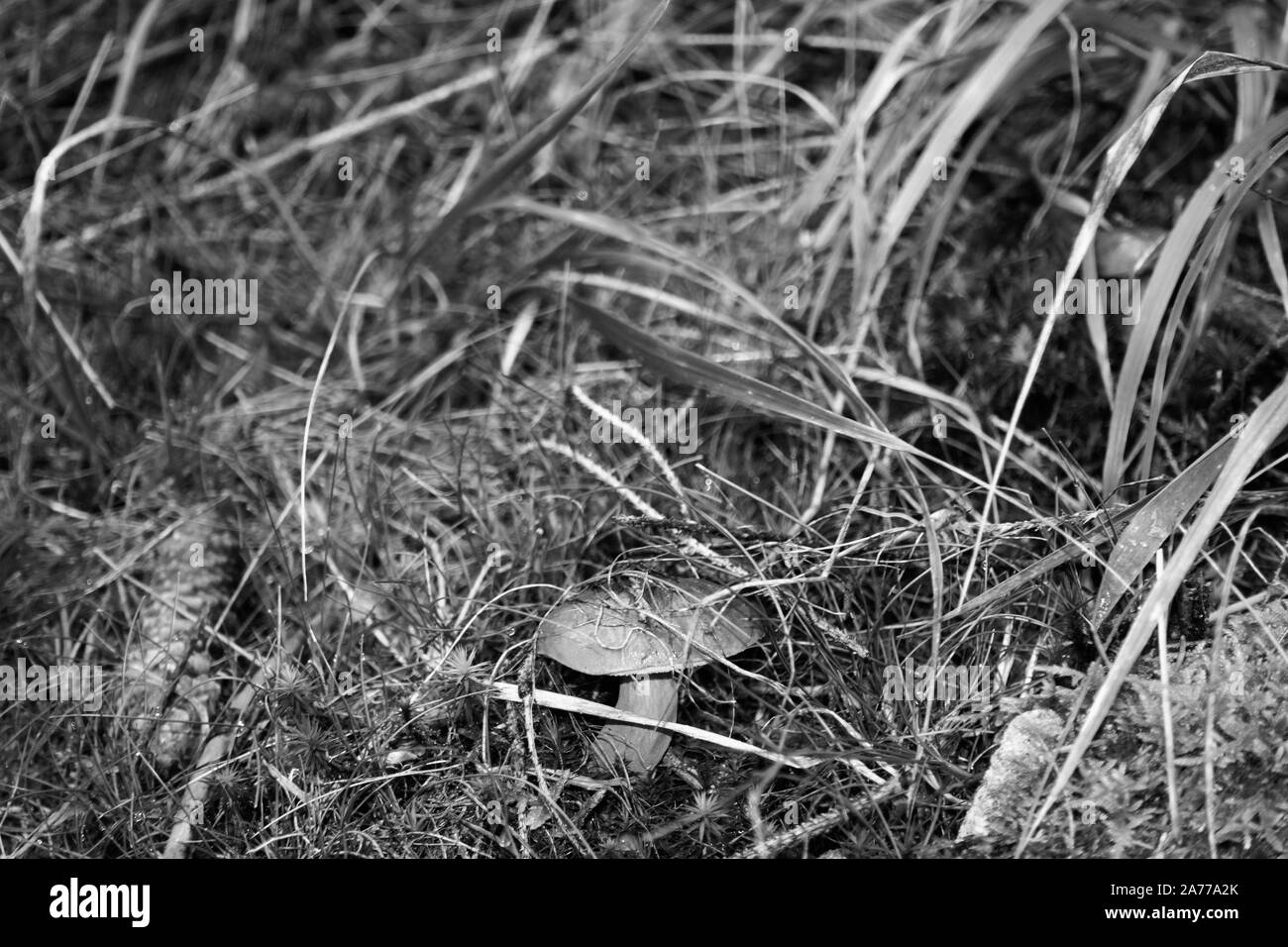 Champignons en automne Banque d'images noir et blanc - Alamy