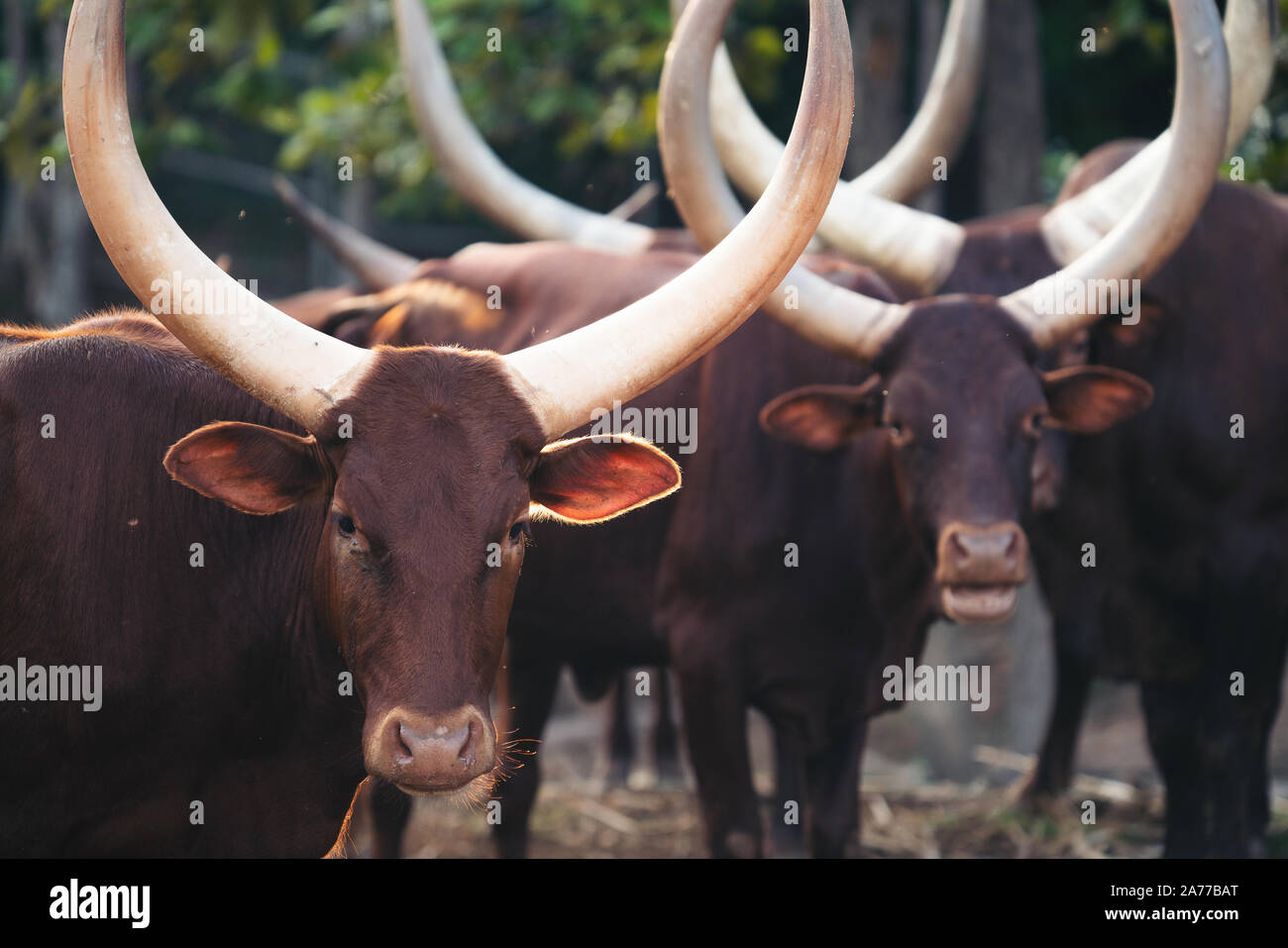 Ankole watusi cattle Banque de photographies et d’images à haute ...
