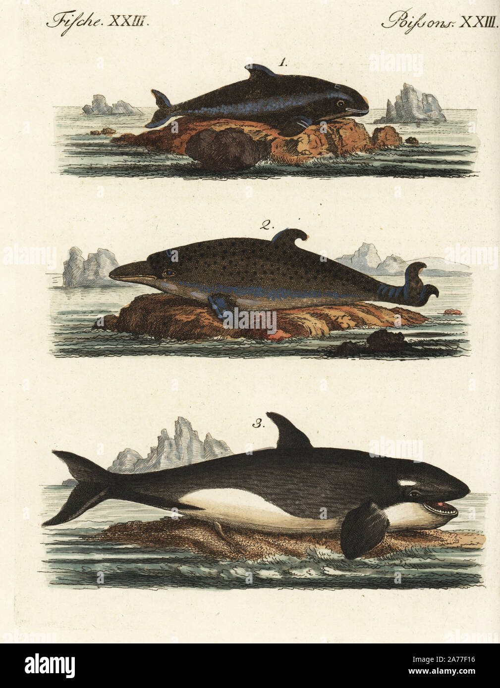 Delphinus phocaena Banque de photographies et d’images à haute ...