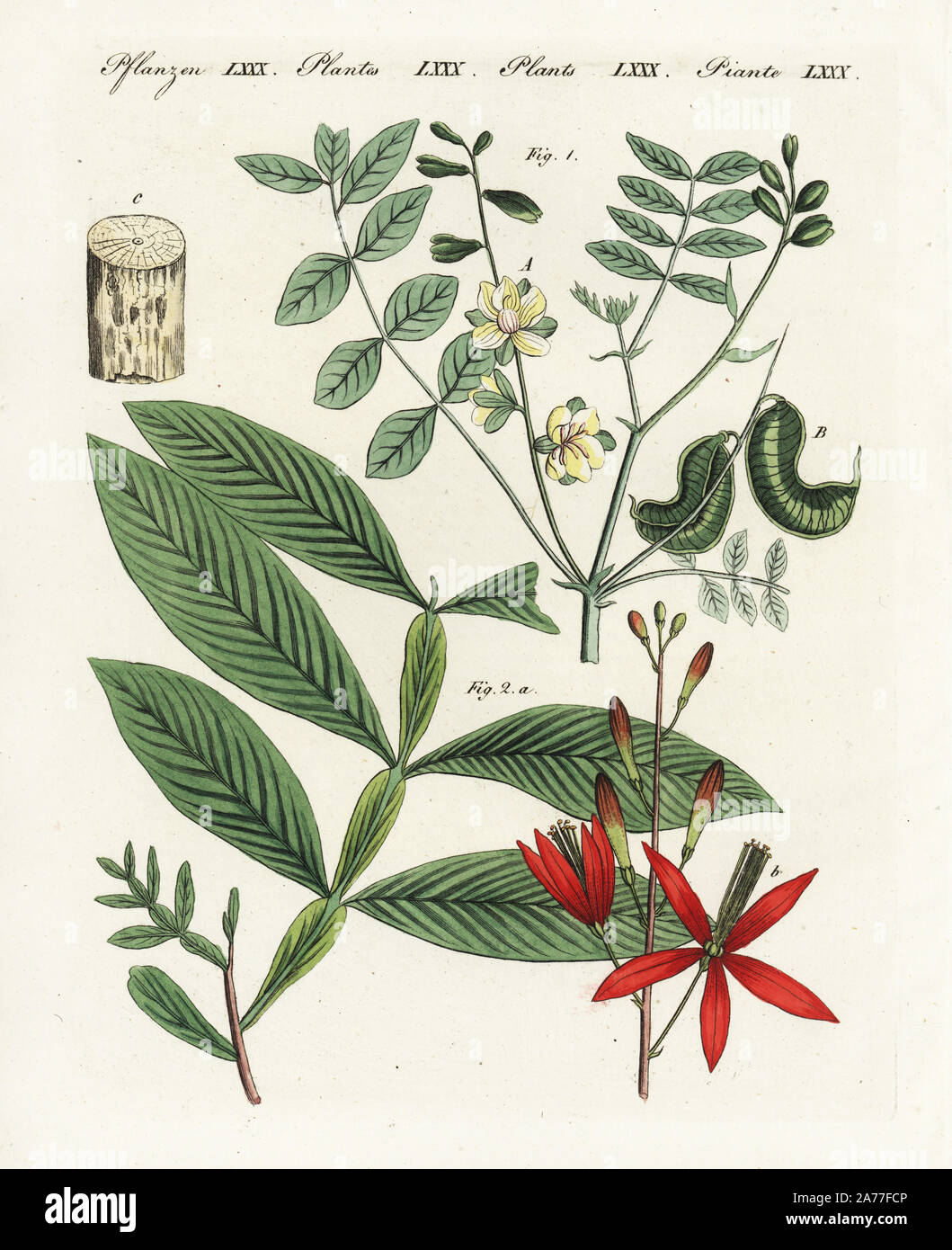 Graman quassi Banque de photographies et d’images à haute résolution ...