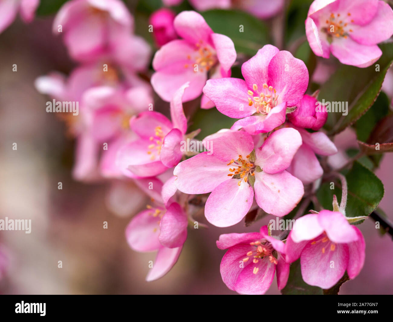 Pommetier japonais à fleurs Banque de photographies et d’images à haute ...