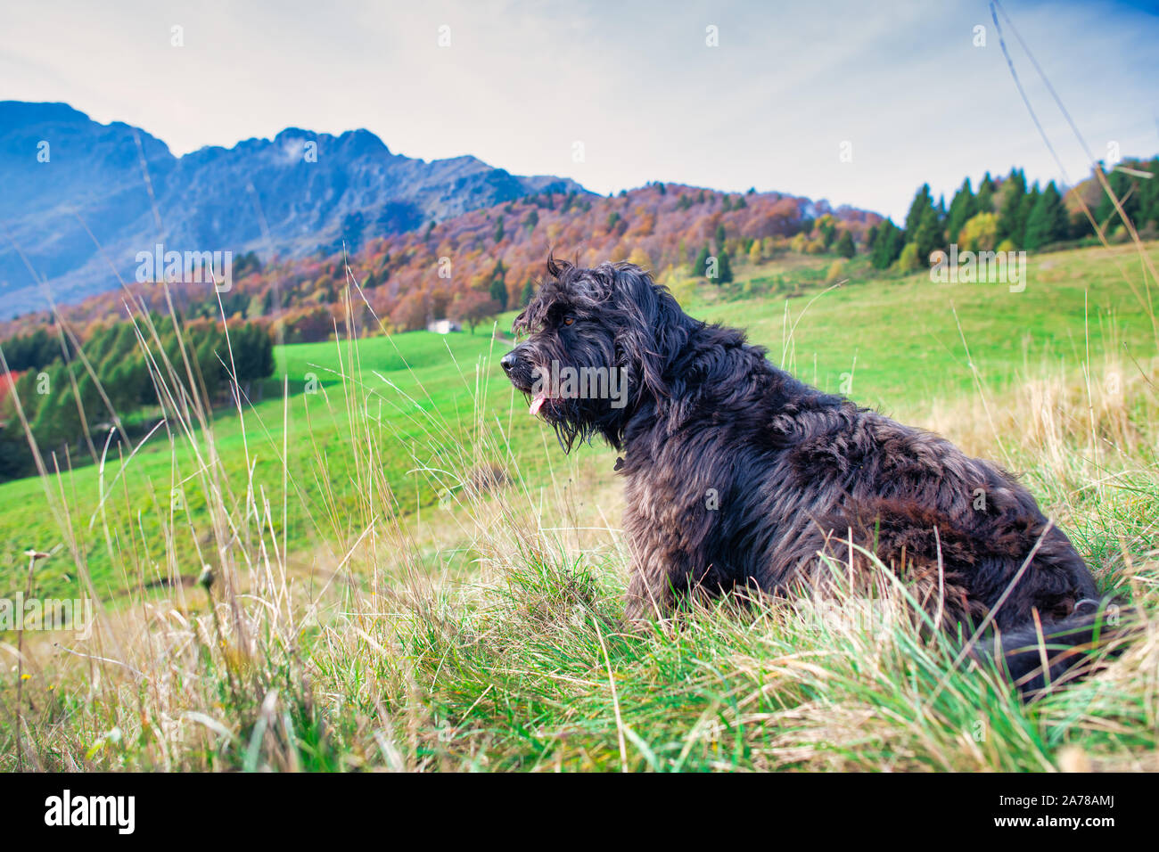Chien De Berger Bergame Banque d'image et photos - Alamy