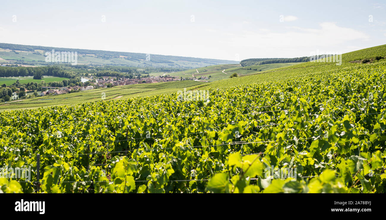 Vignes de champagne Banque de photographies et d’images à haute ...