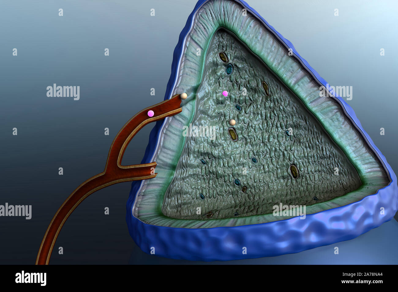 Glande surrénale, structure interne de la glande surrénale, glande ...