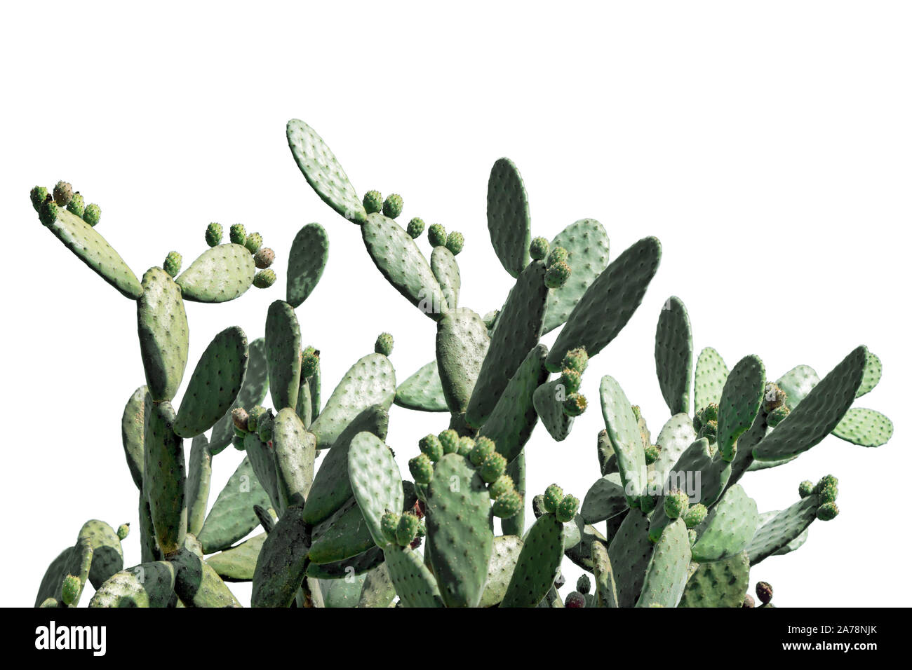 Cactus Opuntia isolé sur fond blanc. Champ de cactus. Les sabres, les ...