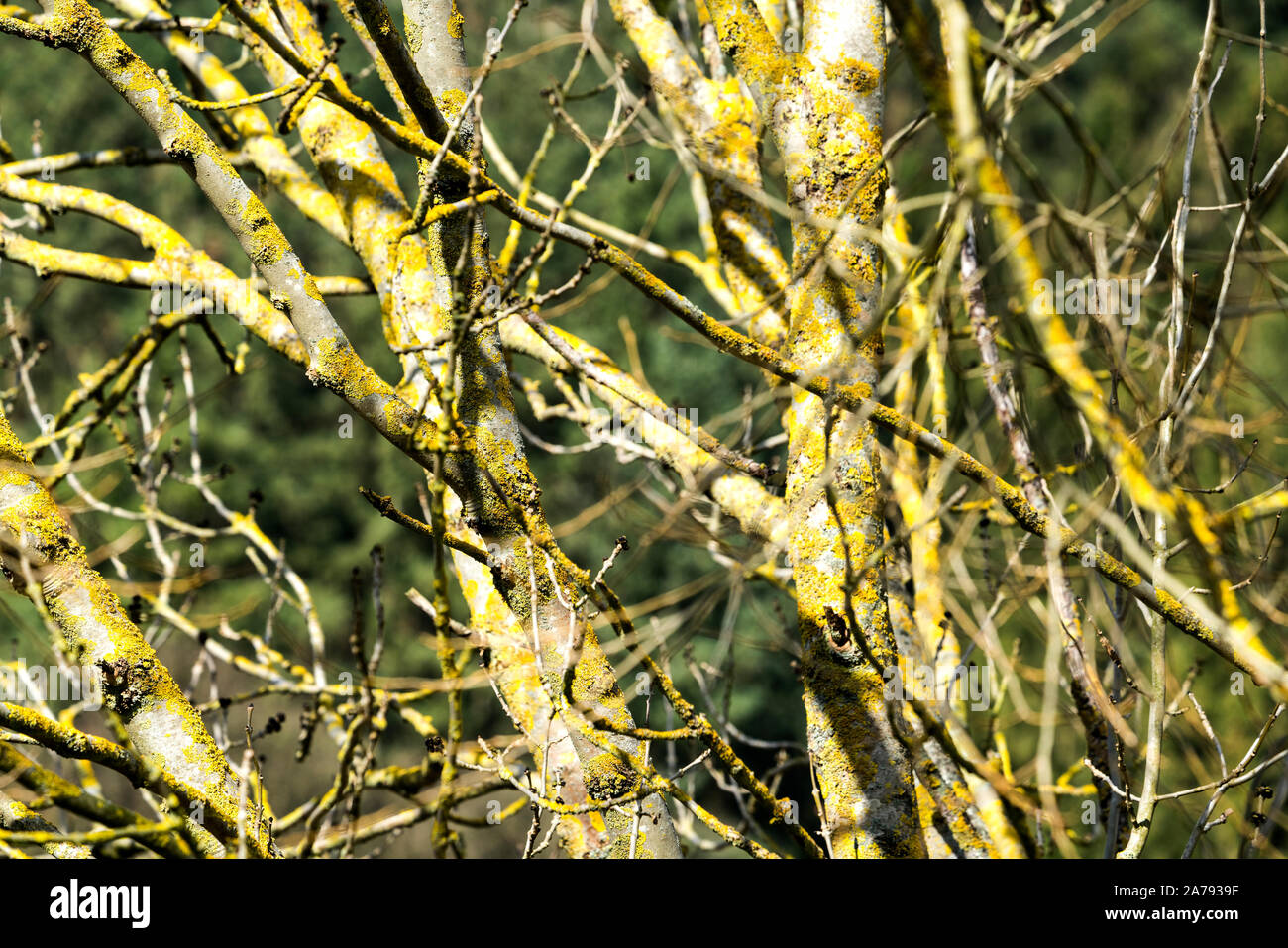 Lichens Orange Banque d'image et photos - Alamy