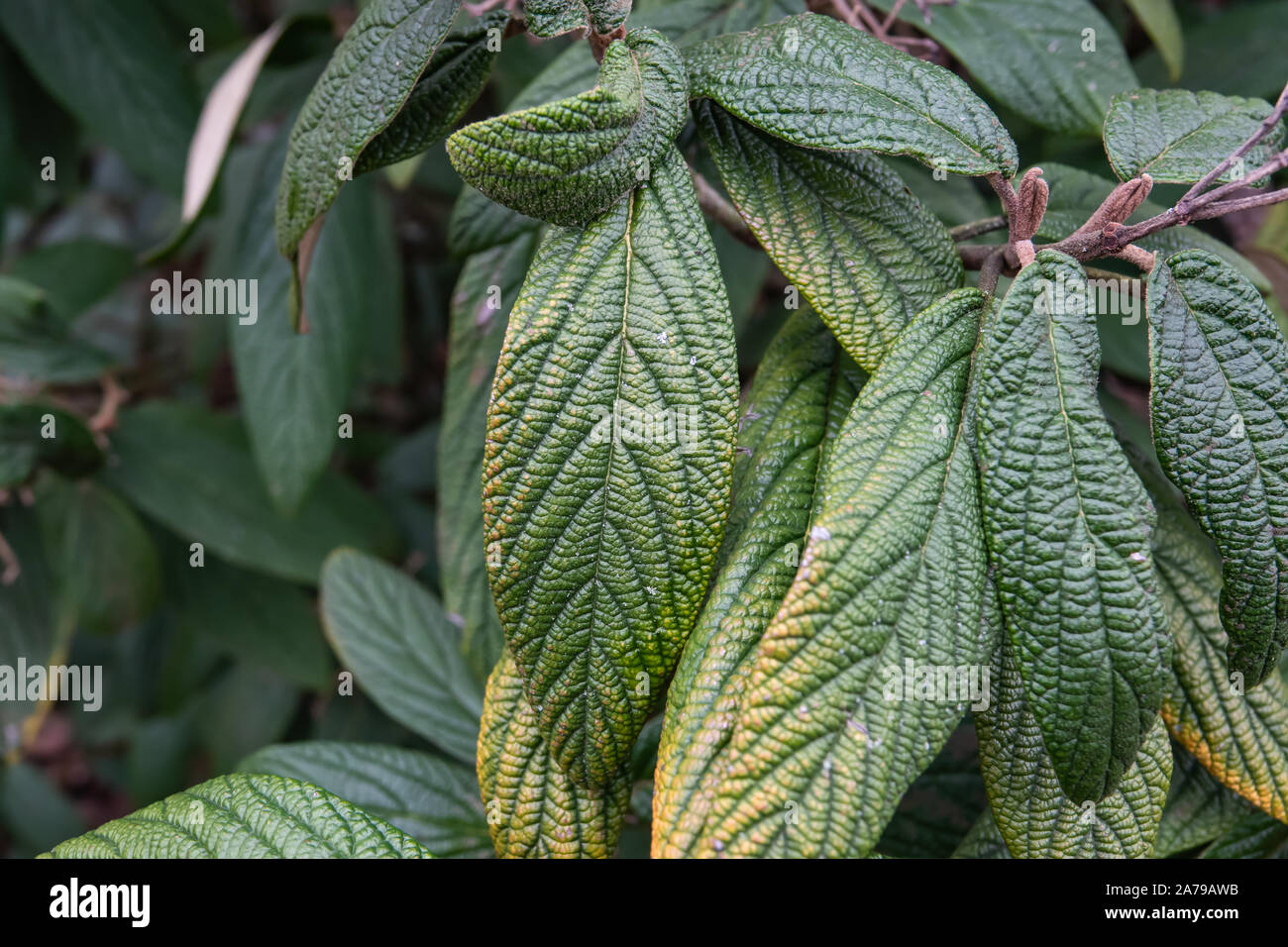 Leatherleaf viburnum Banque de photographies et d’images à haute ...