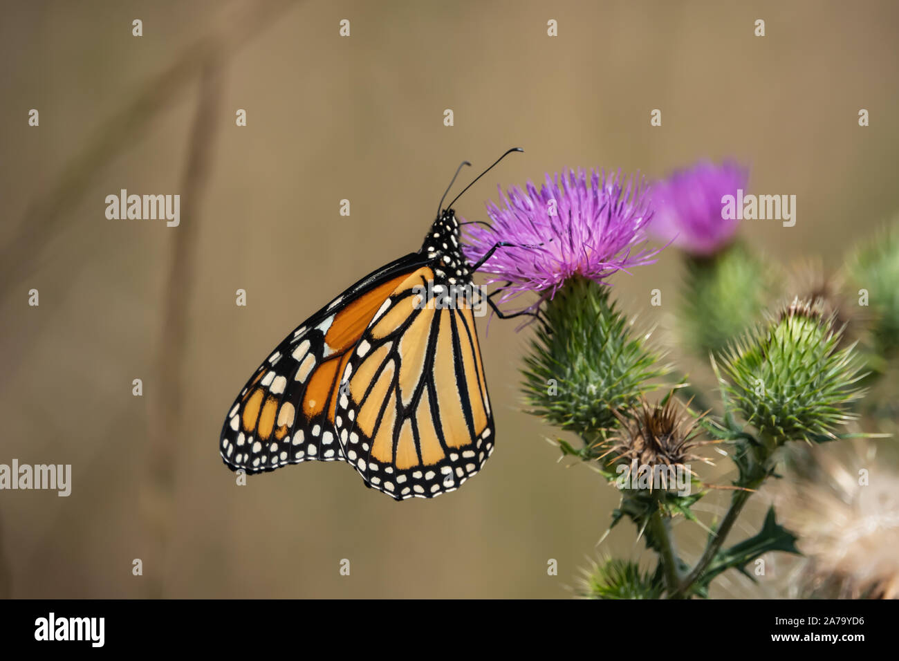 Alimentation Du Monarque Banque d'image et photos - Alamy