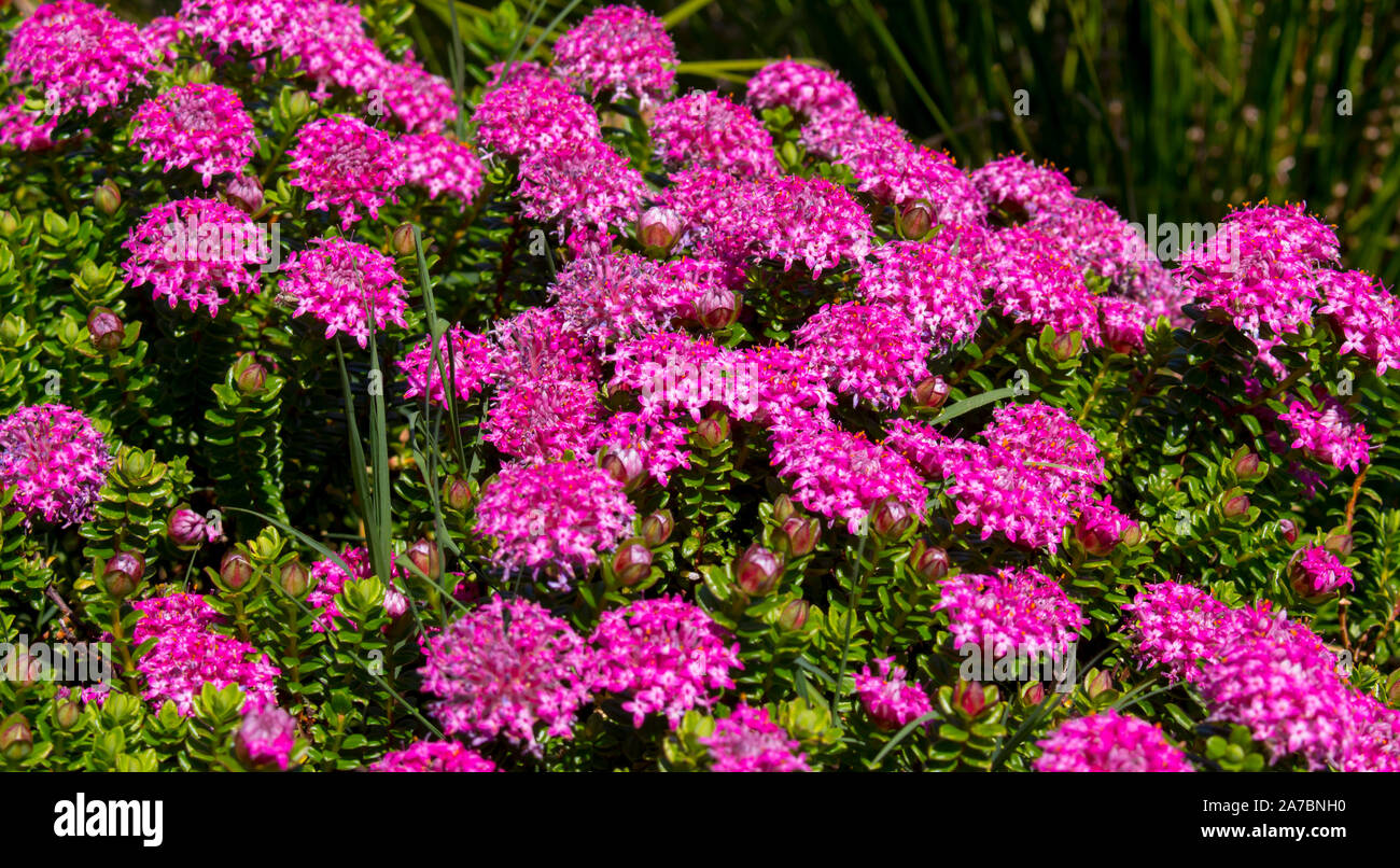 Fleurs de riz australien Banque de photographies et d’images à haute ...