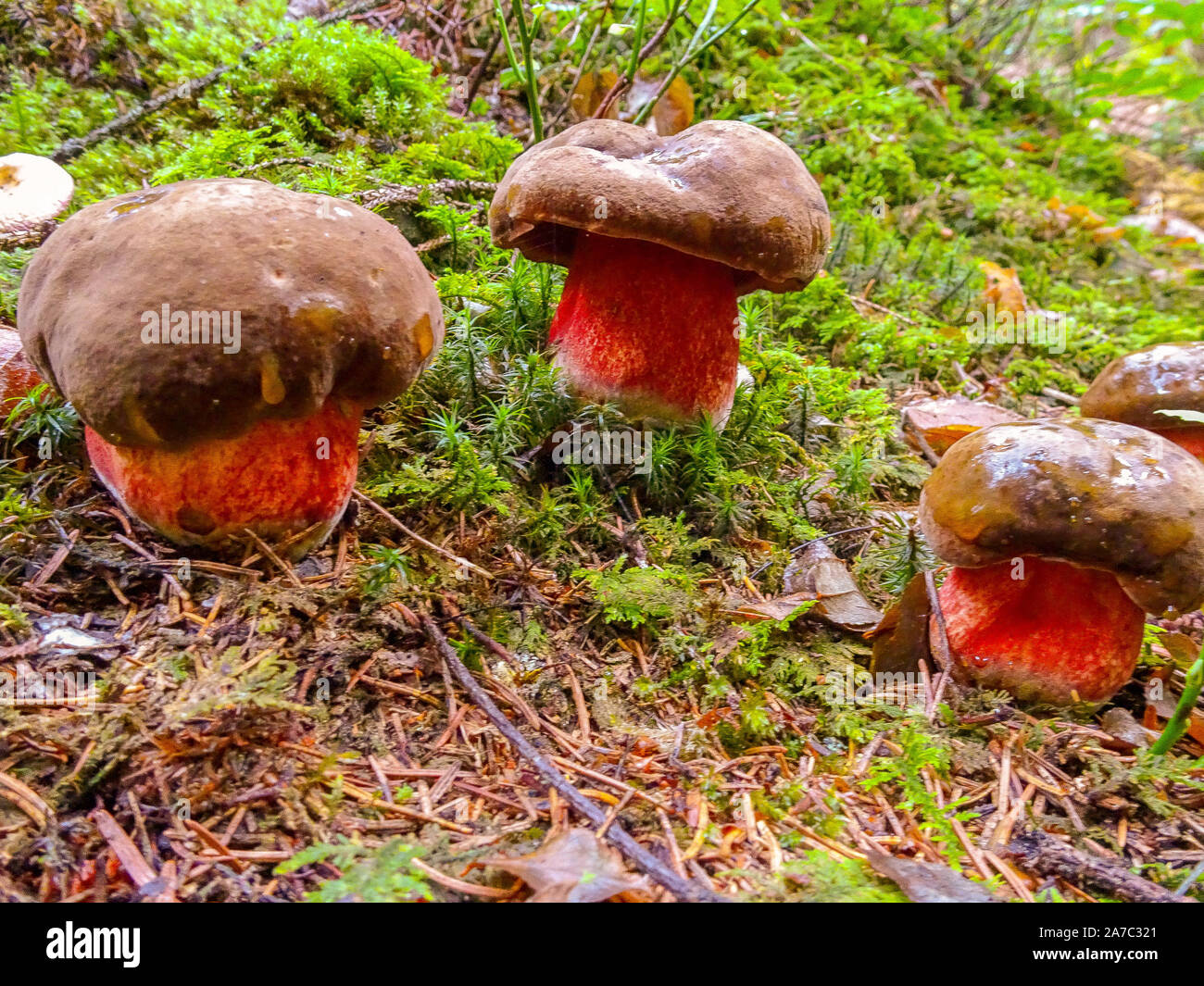 Chercheur de champignons Banque de photographies et d’images à haute résolution - Alamy