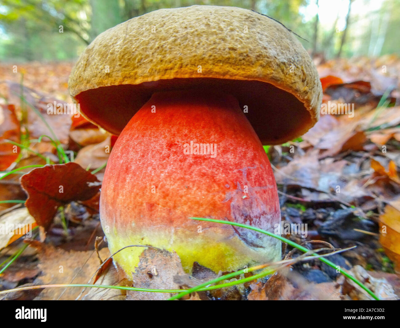 Chercheur de champignons Banque de photographies et d’images à haute résolution - Alamy