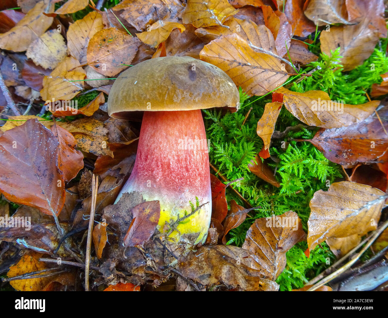 Chercheur de champignons Banque de photographies et d’images à haute résolution - Alamy