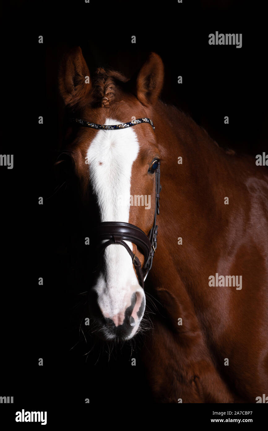 Tête cheval noir et blanc de face Banque de photographies et d’images à ...