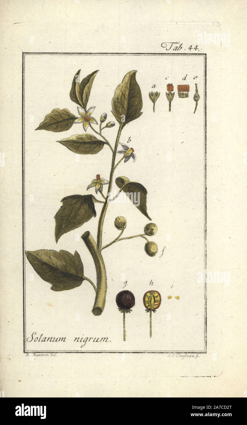 Black nightshade solanum nigrum Banque de photographies et d’images à ...