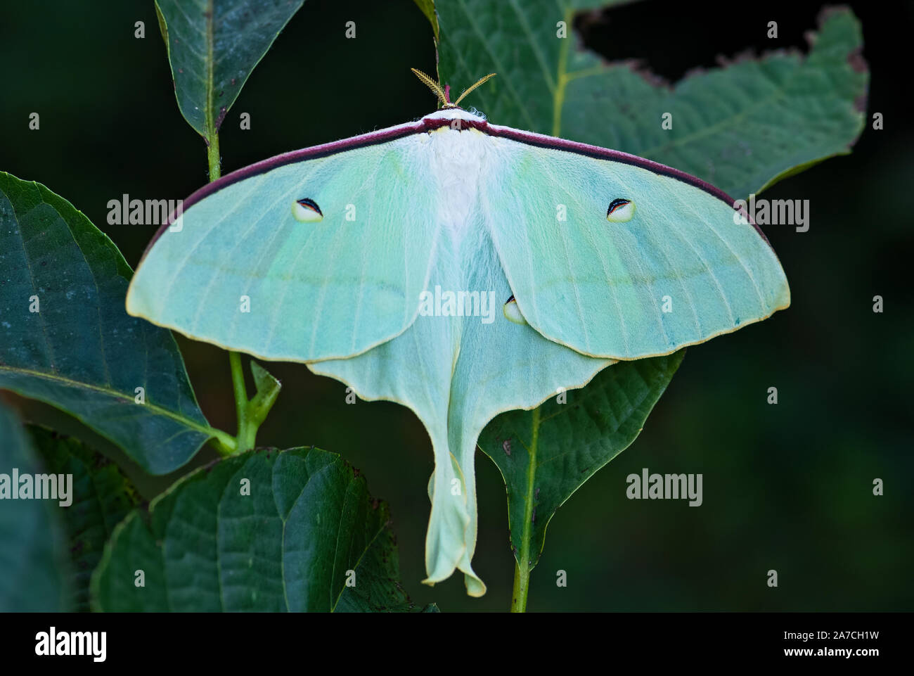Papillon lunaire chinois Banque de photographies et d’images à haute ...