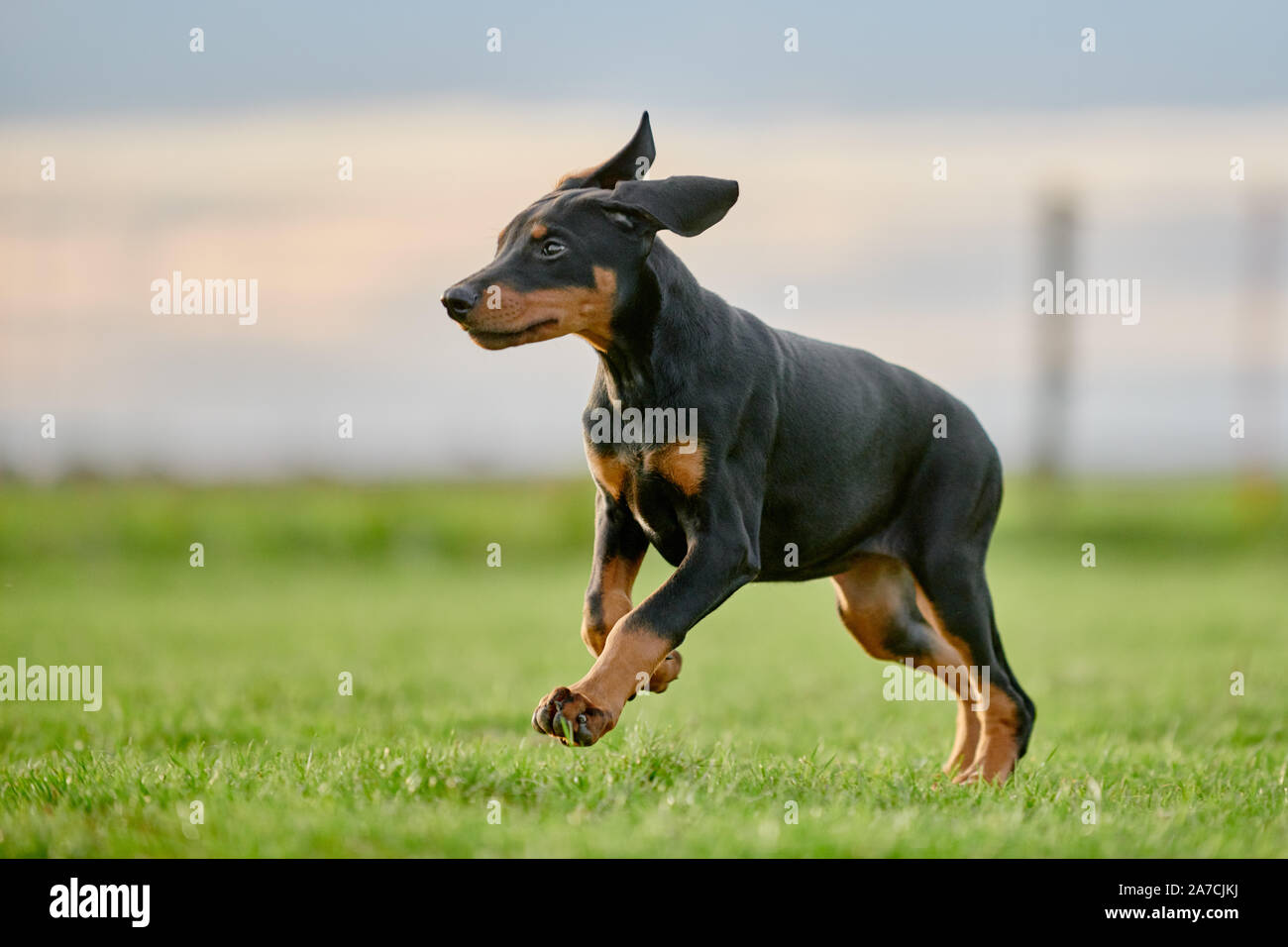Chiot dobermann Banque de photographies et d’images à haute résolution ...