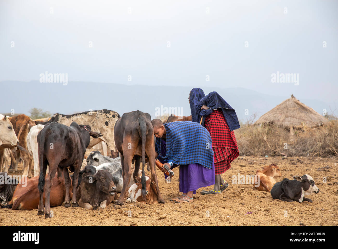 Maasai femme traire la vache Banque de photographies et d’images à ...