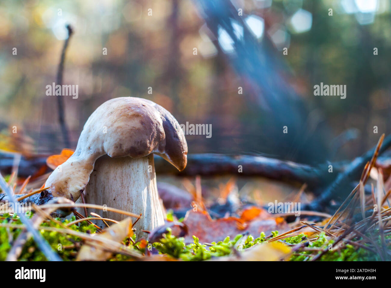 Cèpes en bois ensoleillée. Automne champignons poussent dans la forêt ...