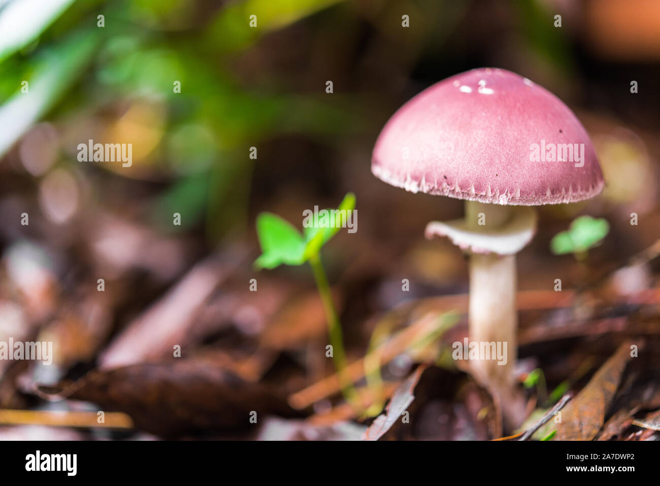 Champignon violet Banque de photographies et d’images à haute ...