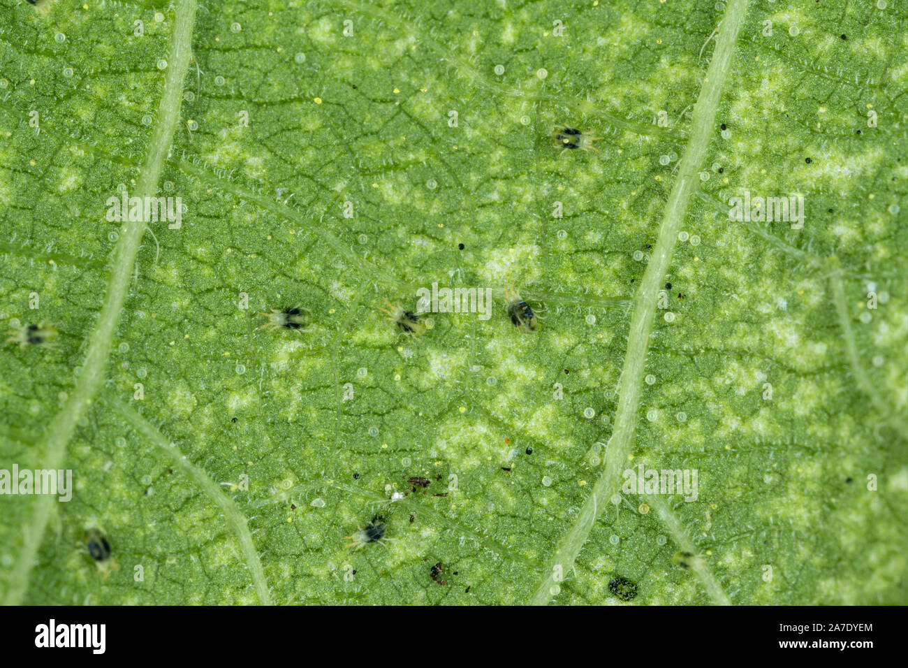 Tetranychus urticae Tetranychidae (araignées rouges ou tétranyque à ...