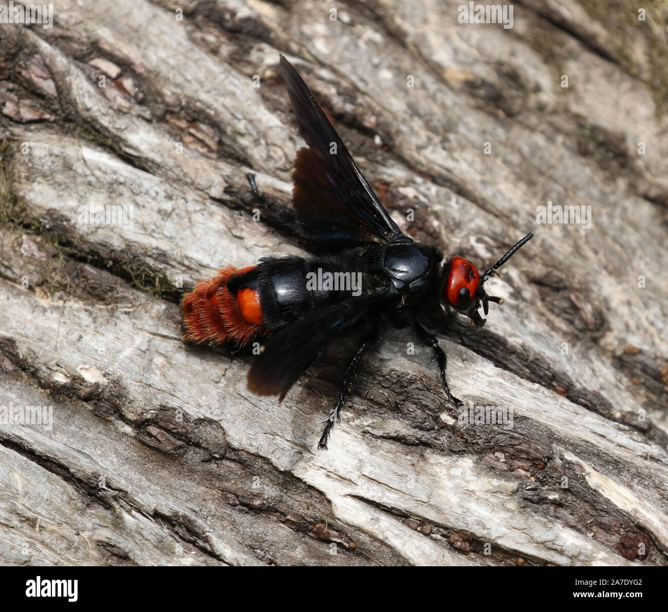 Guêpe mammouth femelle Banque de photographies et d’images à haute ...