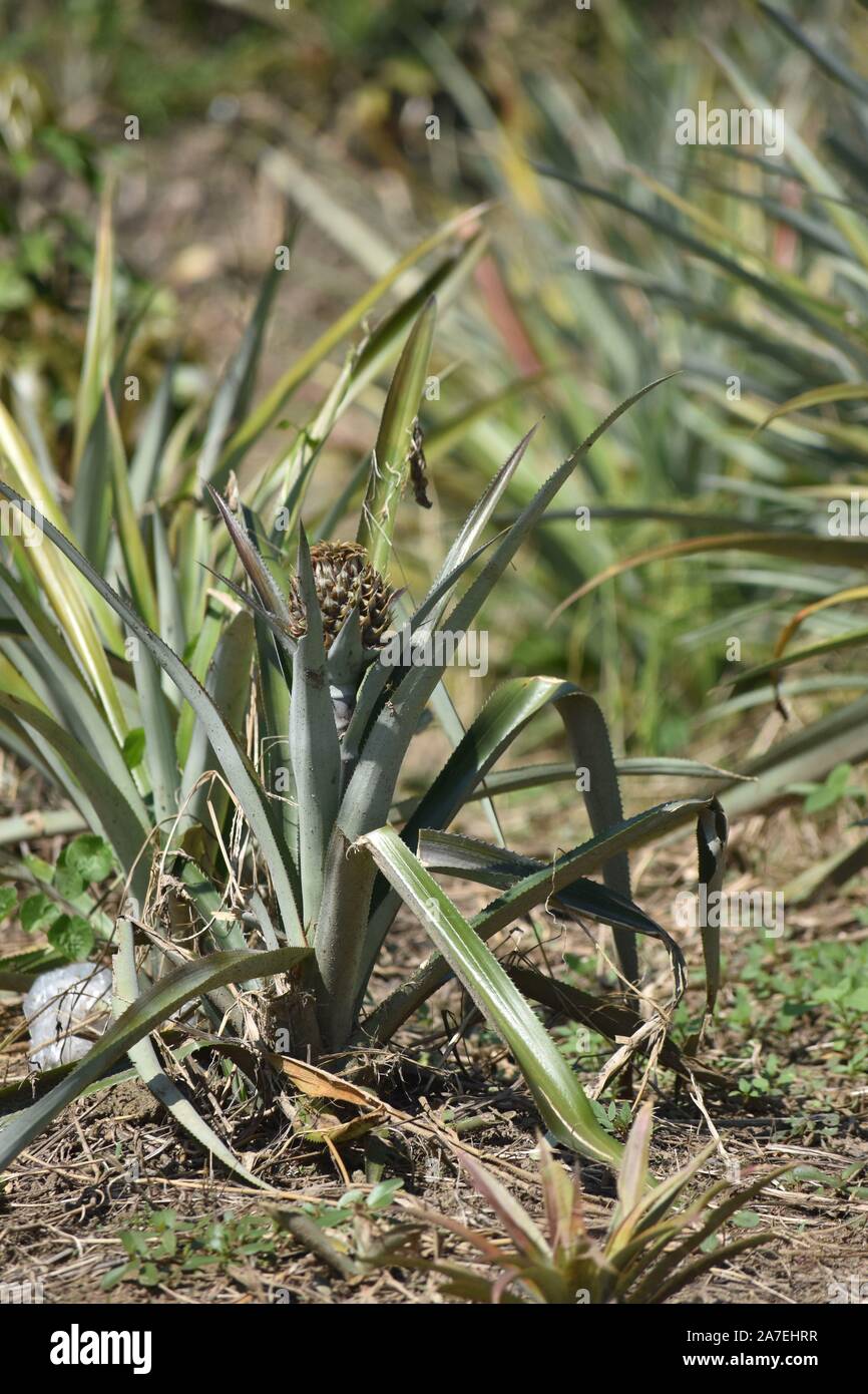 Agriculture de plantation d'ananas Banque de photographies et d’images ...