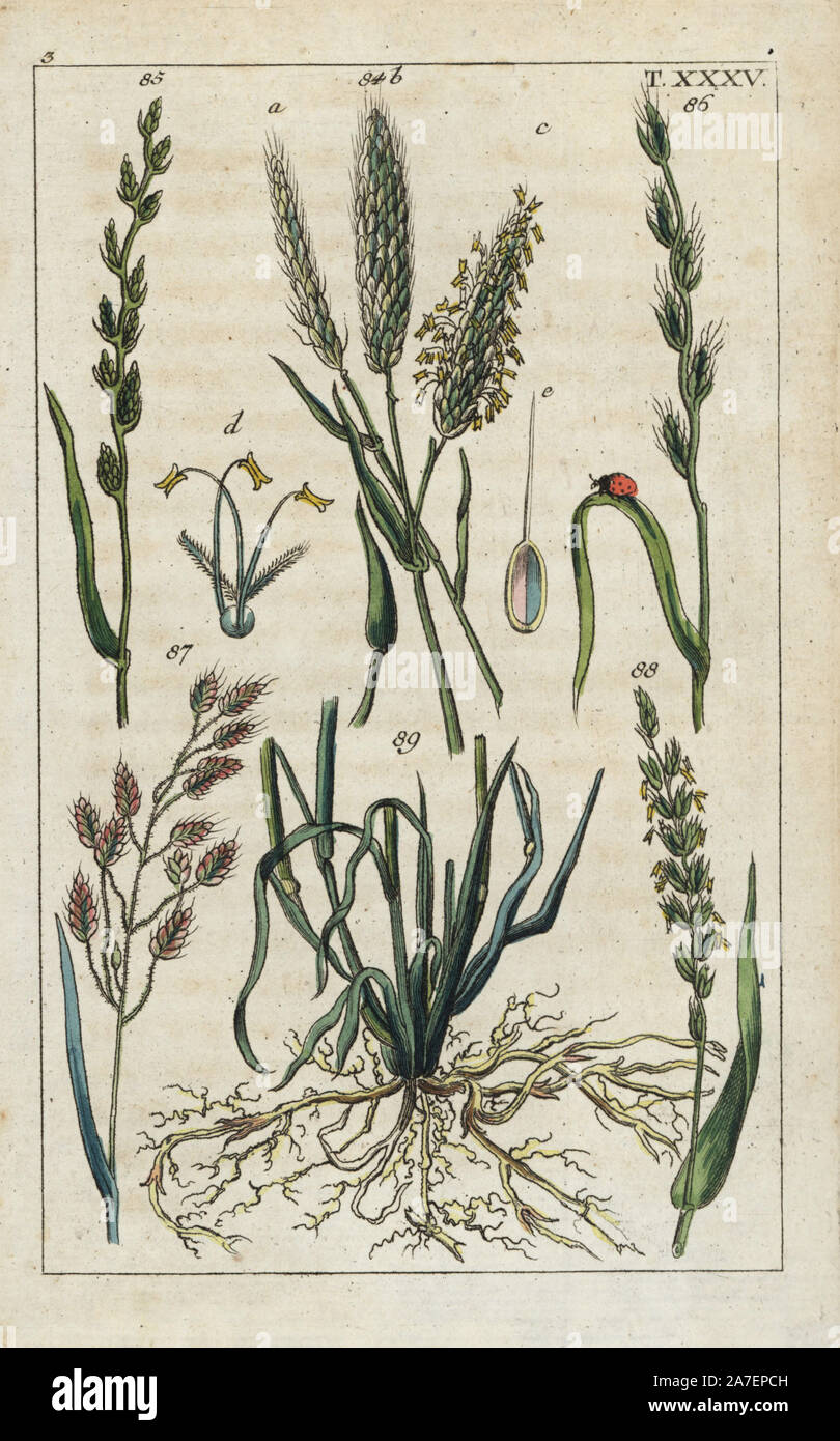 Triticum repens Banque de photographies et d’images à haute résolution ...