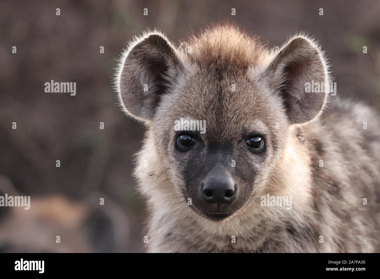 Hyena face Banque de photographies et d’images à haute résolution - Alamy