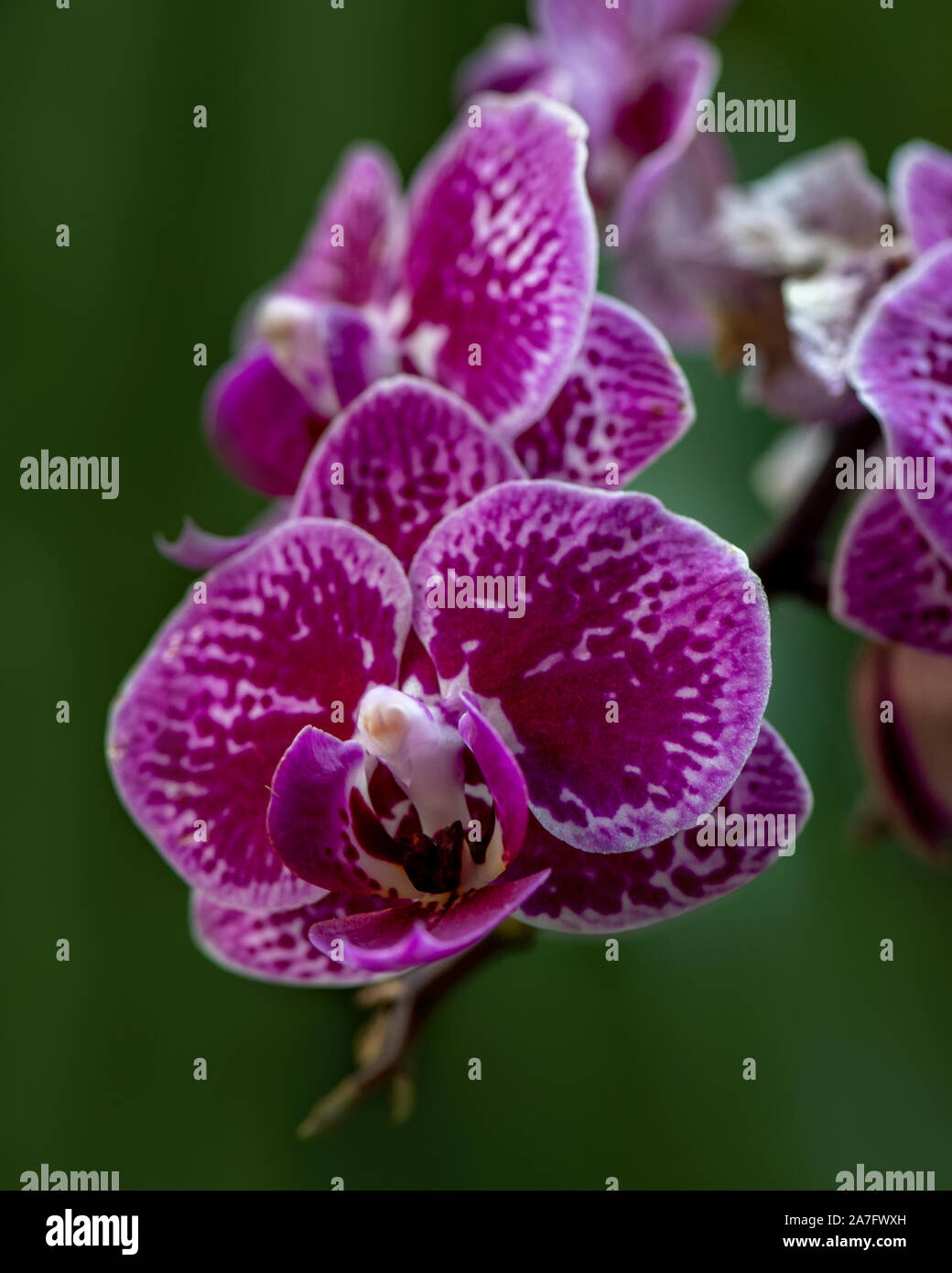 Wanda Orchid Banque d'image et photos - Alamy