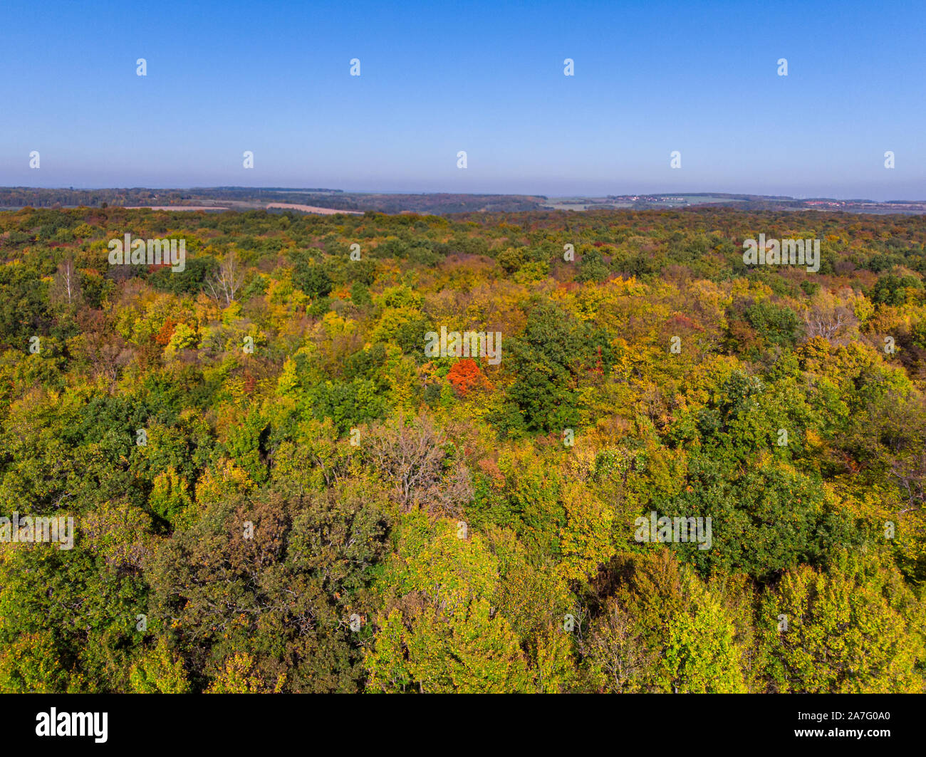 Automne Bois Banque d'image et photos - Alamy