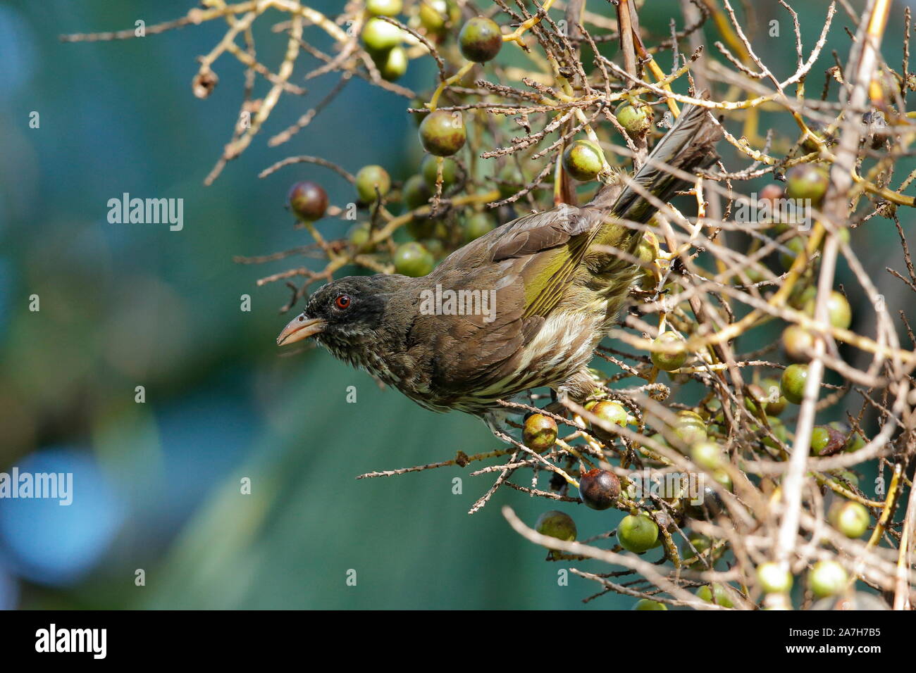 Dominican Republic Bird Banque d'image et photos - Alamy