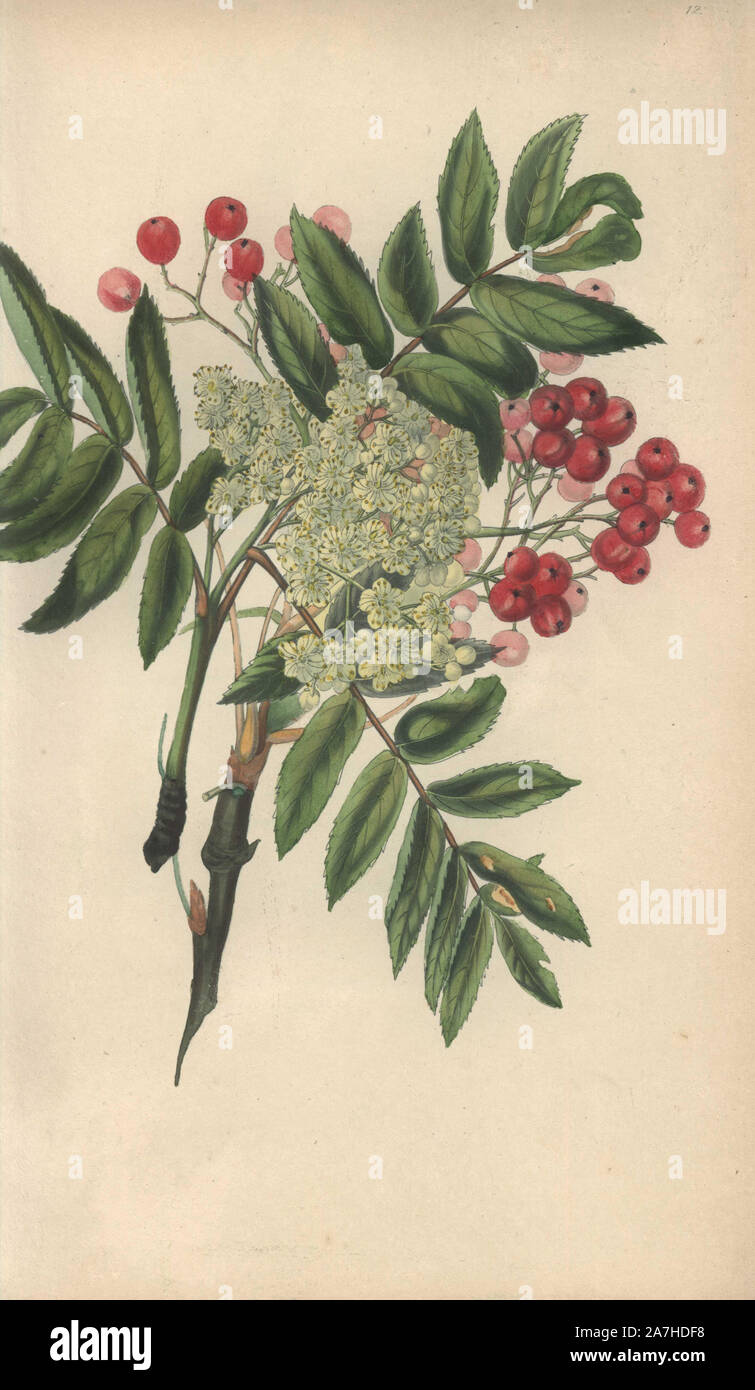 Rowan Tree ou mountain ash avec fleurs et fruits rouges, Sorbus ...