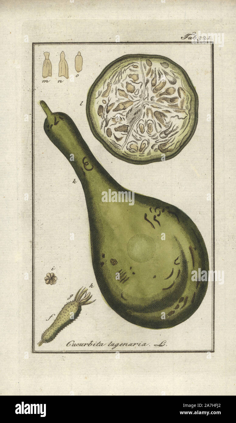 Lagenaria siceraria Calabash gourd,. Gravure coloriée à la botanique ...