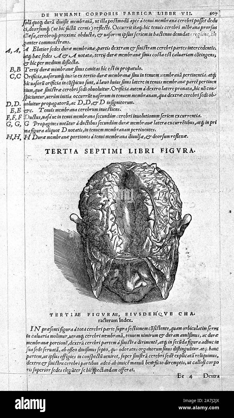 Vesalius anatomy Banque de photographies et d’images à haute résolution ...