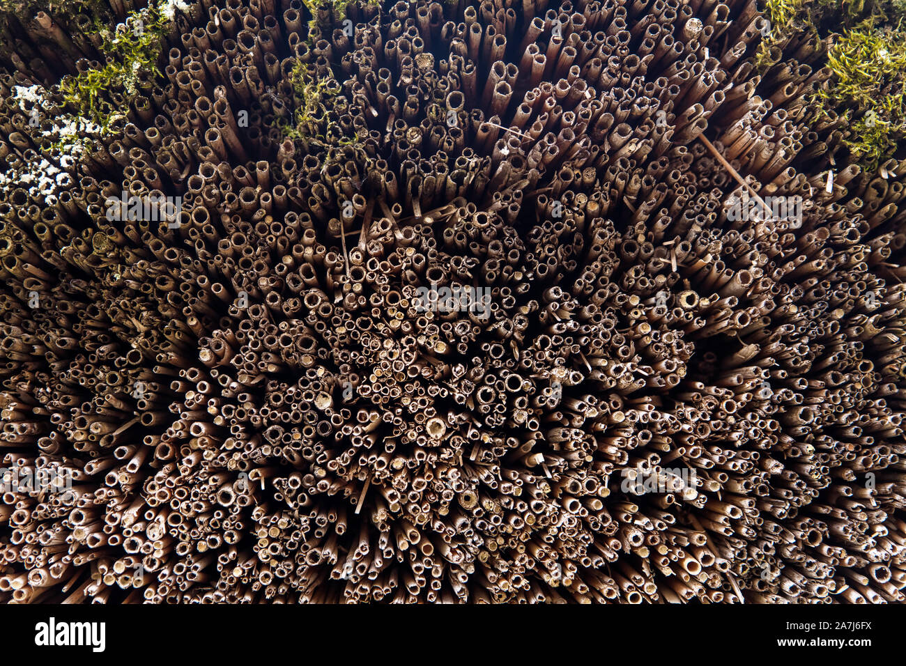 Texture de chaume Banque de photographies et d’images à haute ...