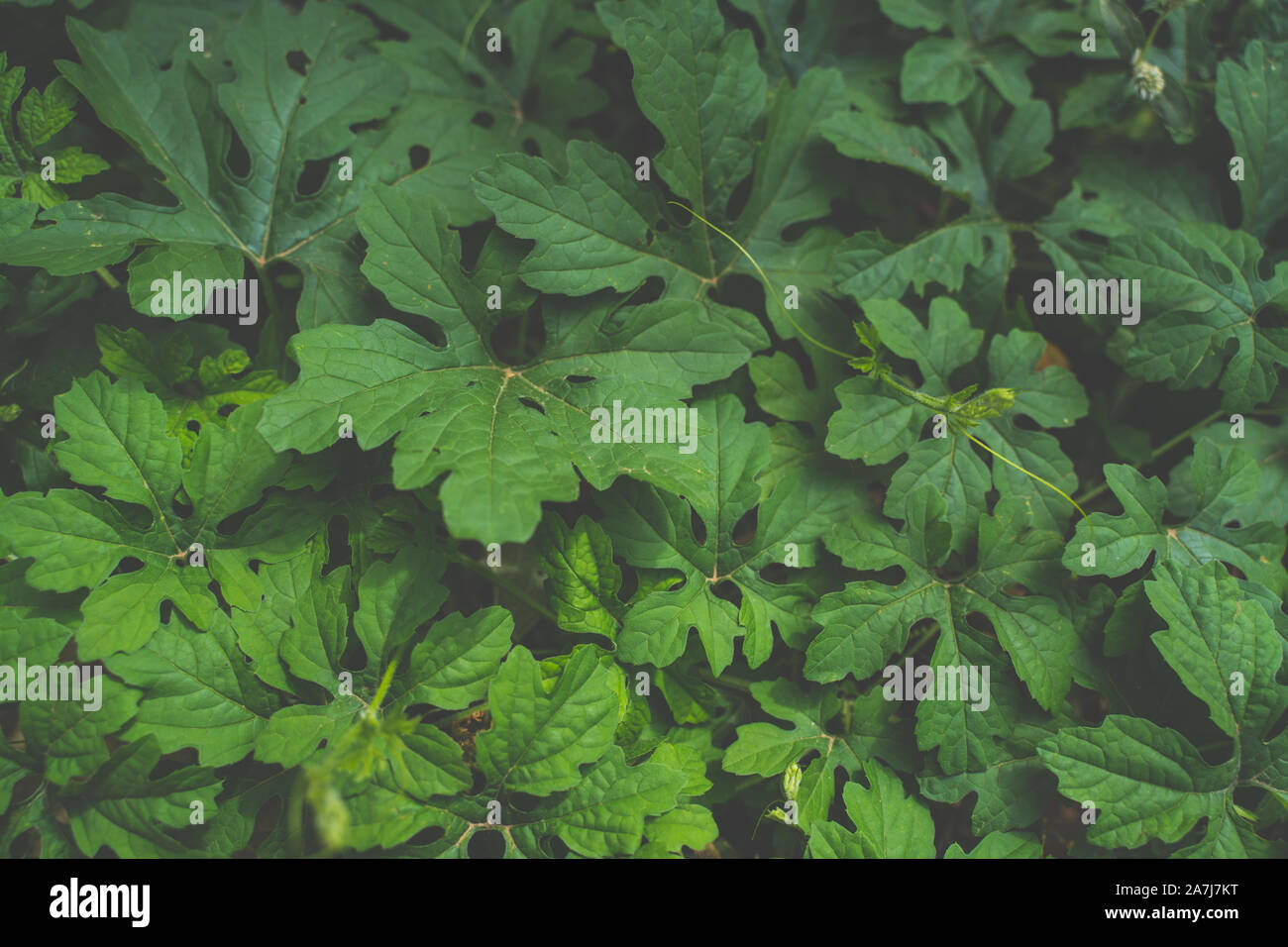 Le melon amer de vigne dans le jardin. Journée ensoleillée d'été.Deux ...
