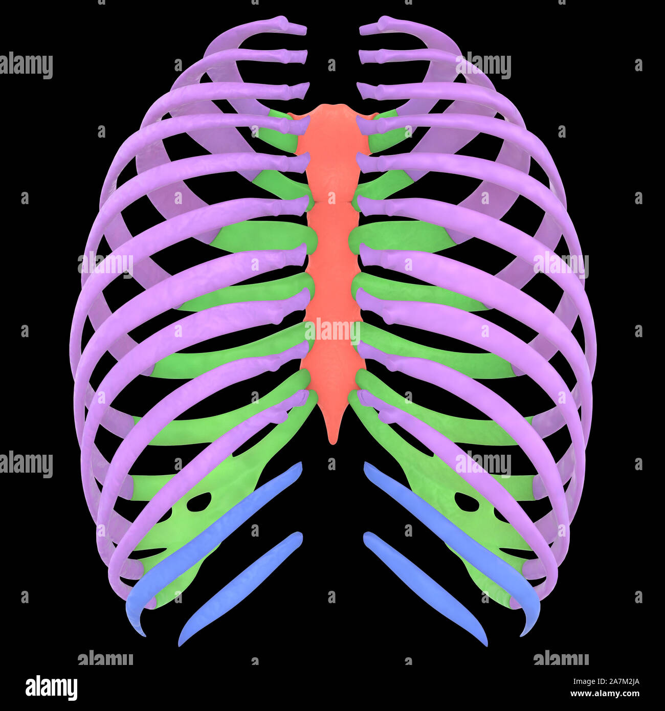 Squelette humain Anatomie du système Cage thoracique Photo Stock - Alamy