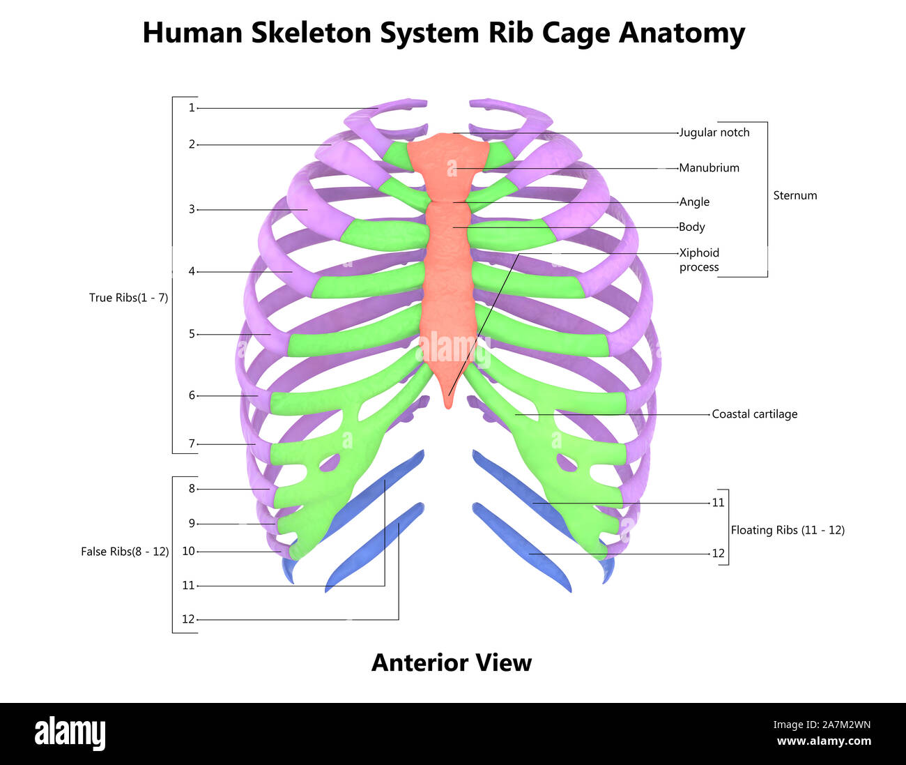 Squelette humain Anatomie du système Cage thoracique Photo Stock - Alamy