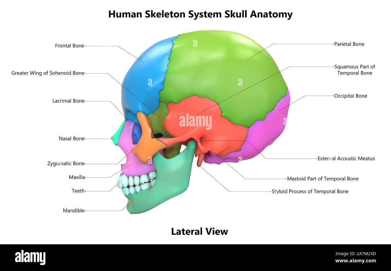Système de squelette humain Anatomie des articulations des os du crâne ...